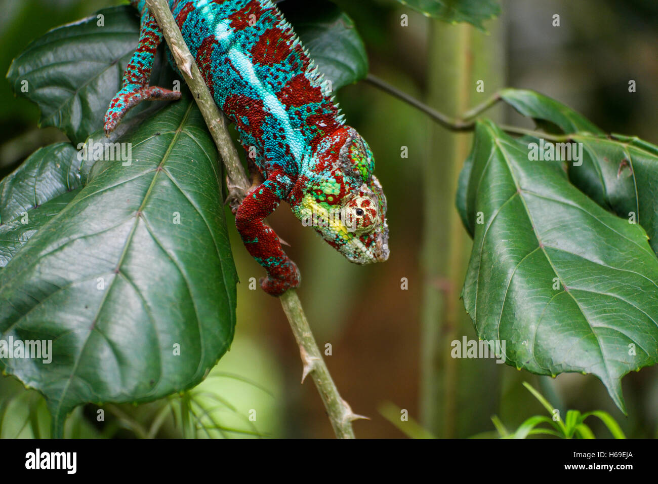 Chameleon High Resolution Stock Photography and Images - Alamy