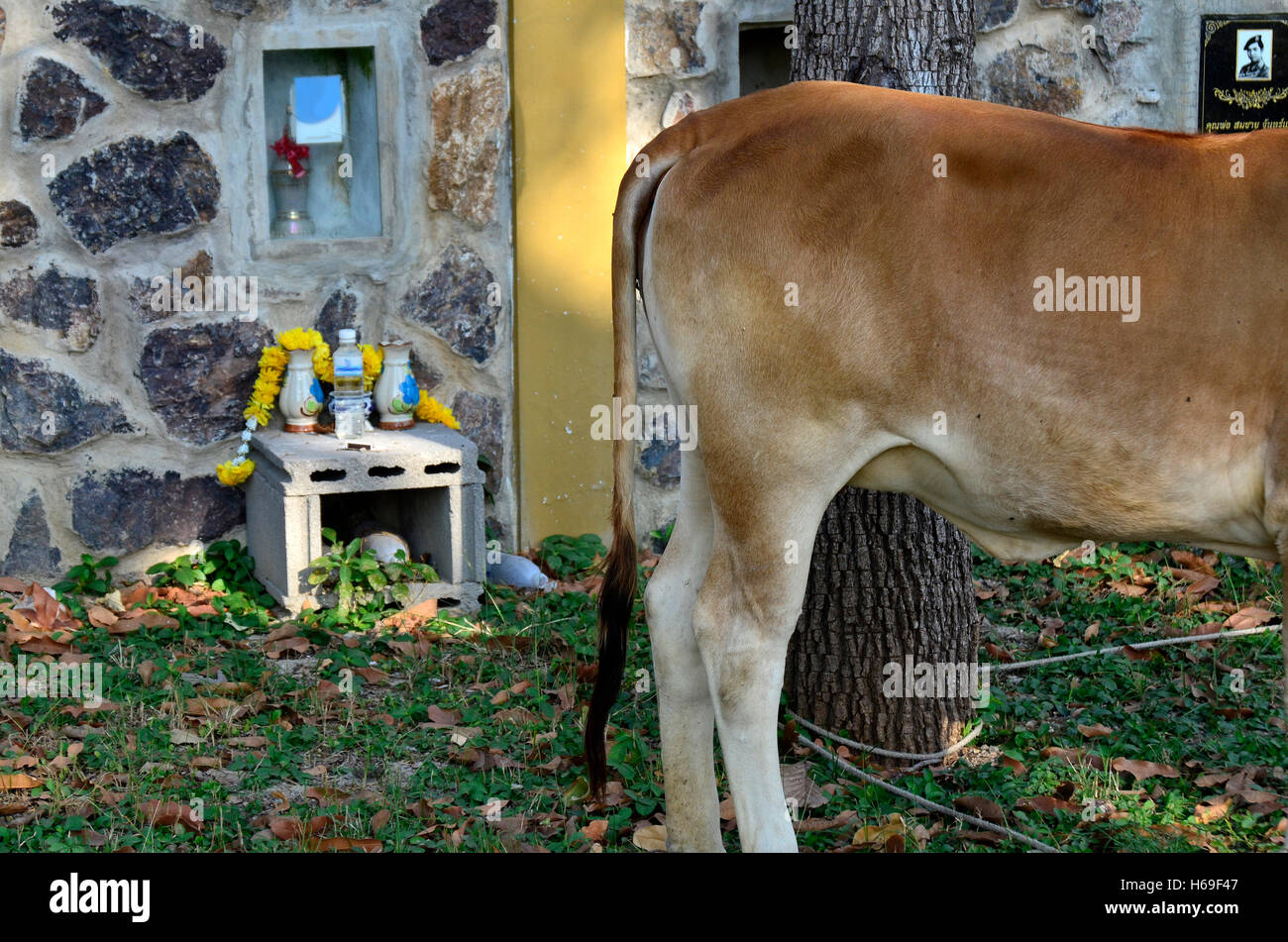 Thailand cow hi-res stock photography and images - Alamy