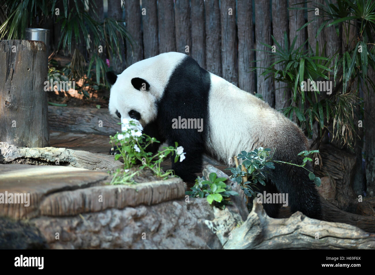 bamboo bear or a giant panda, Thailand, Southeast Asia Stock Photo - Alamy