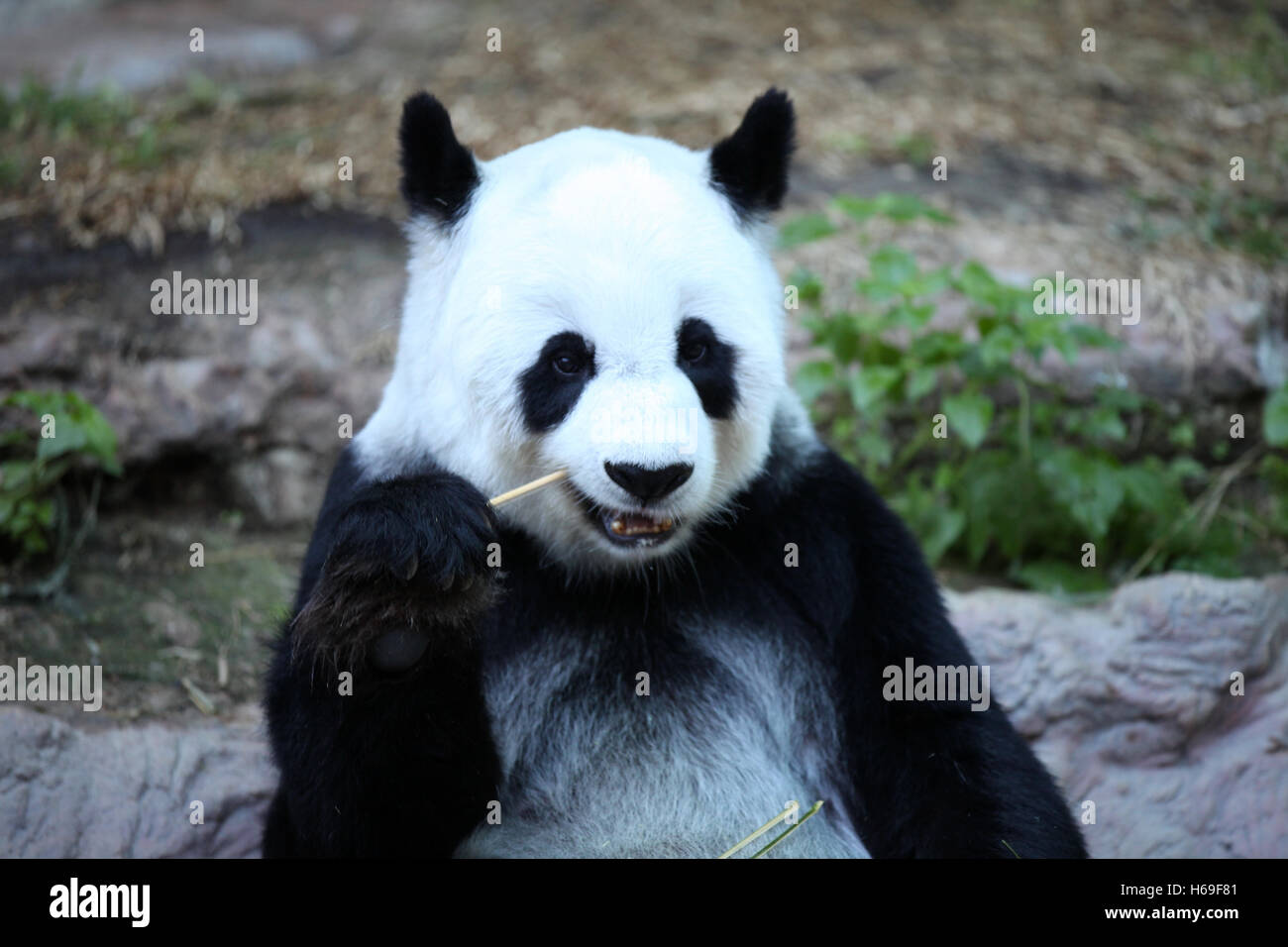 bamboo bear or a giant panda, Thailand, Southeast Asia Stock Photo - Alamy