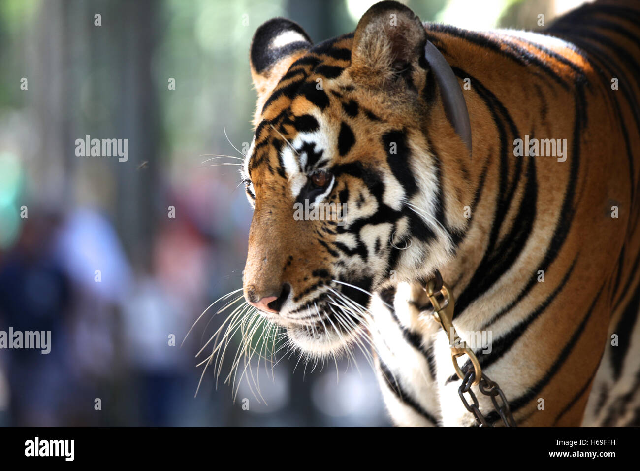 largest representative of the family cat - a tiger, Thailand, Southeast ...