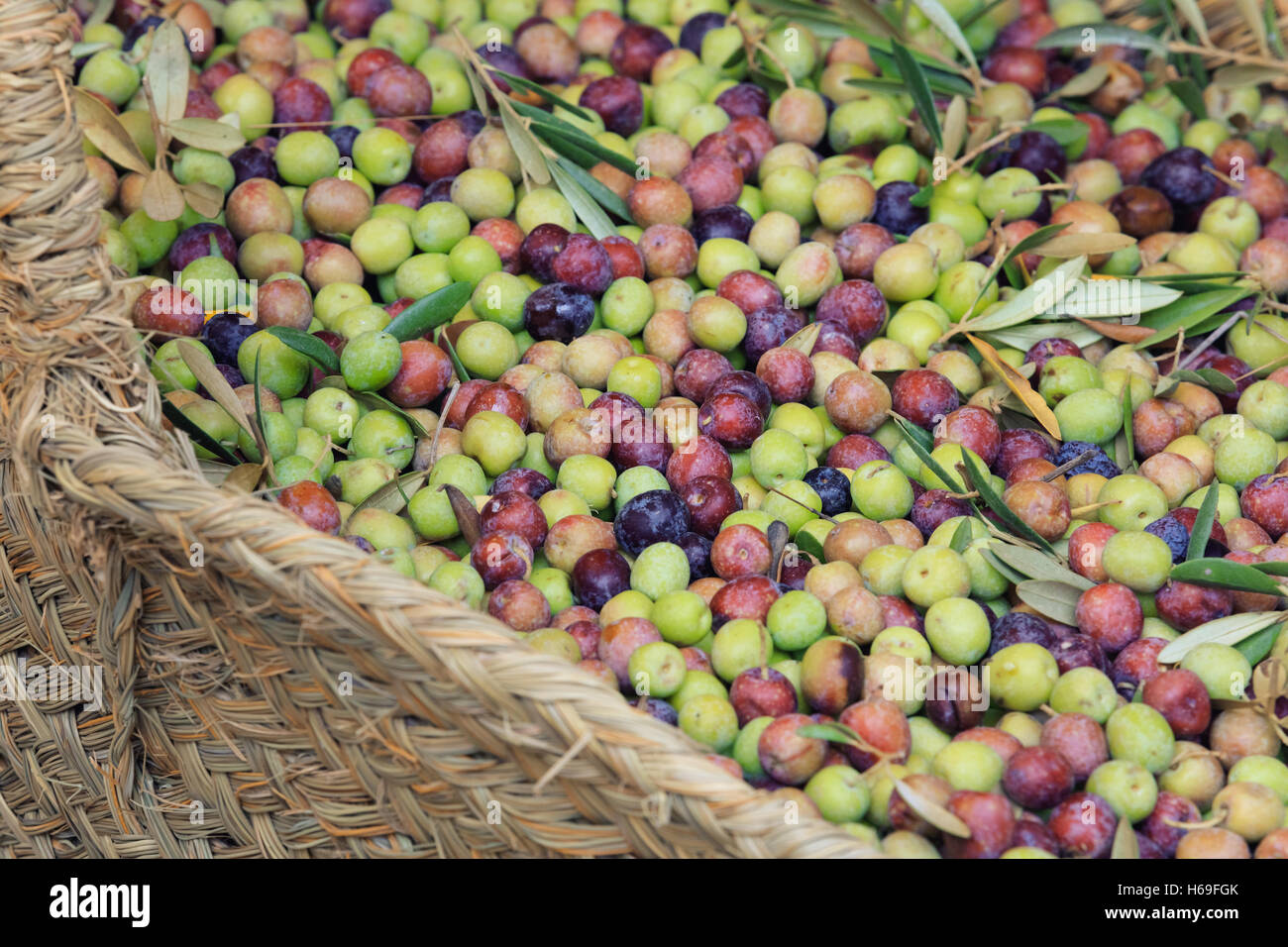 Olive texture hi-res stock photography and images - Alamy