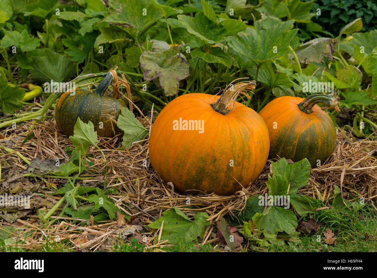 Wild pumpkins hi-res stock photography and images - Alamy