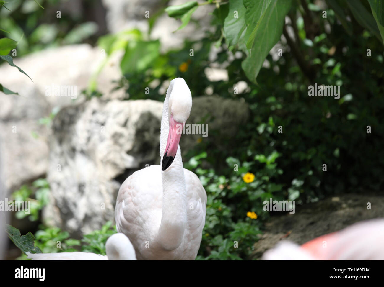 Pink flamingo with a graceful neck, Thailand, Southeast Asia Stock ...