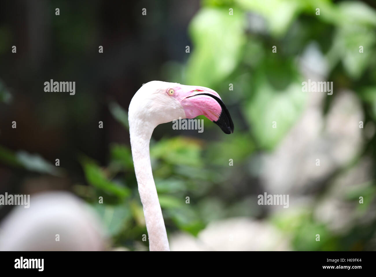 Pink flamingo with a graceful neck, Thailand, Southeast Asia Stock ...
