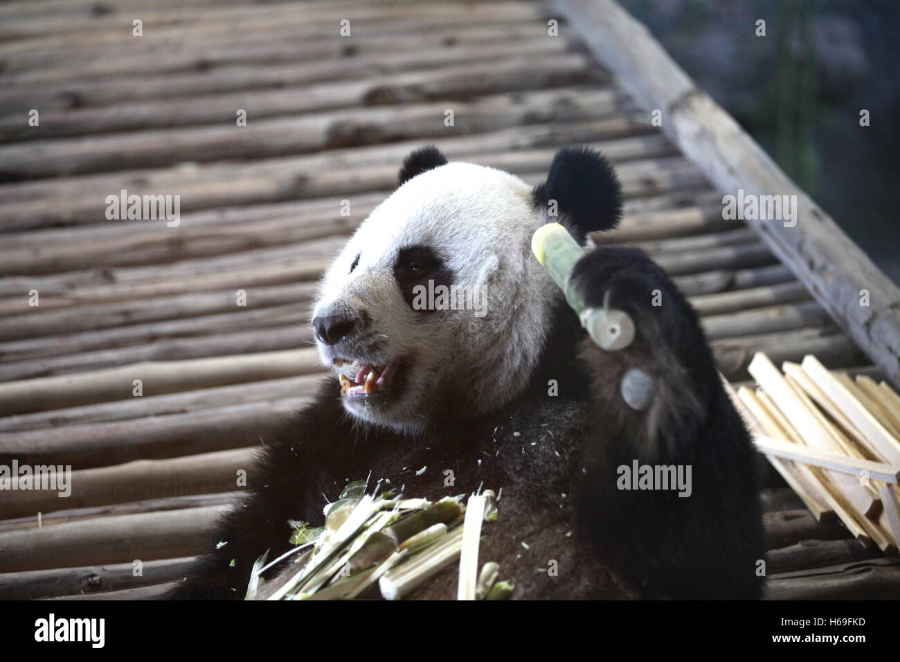 bamboo bear or a giant panda, Thailand, Southeast Asia Stock Photo - Alamy