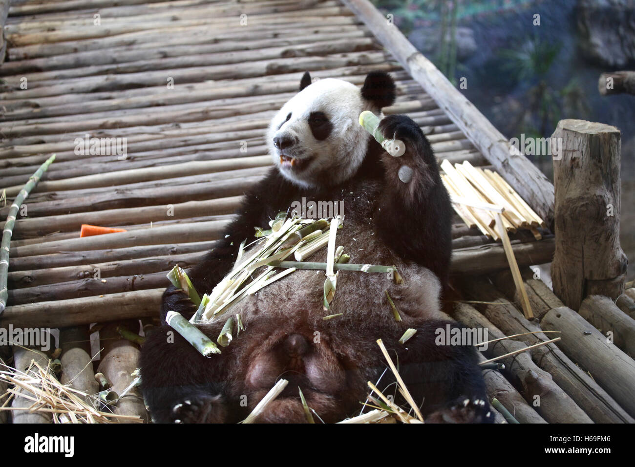 bamboo bear or a giant panda, Thailand, Southeast Asia Stock Photo - Alamy