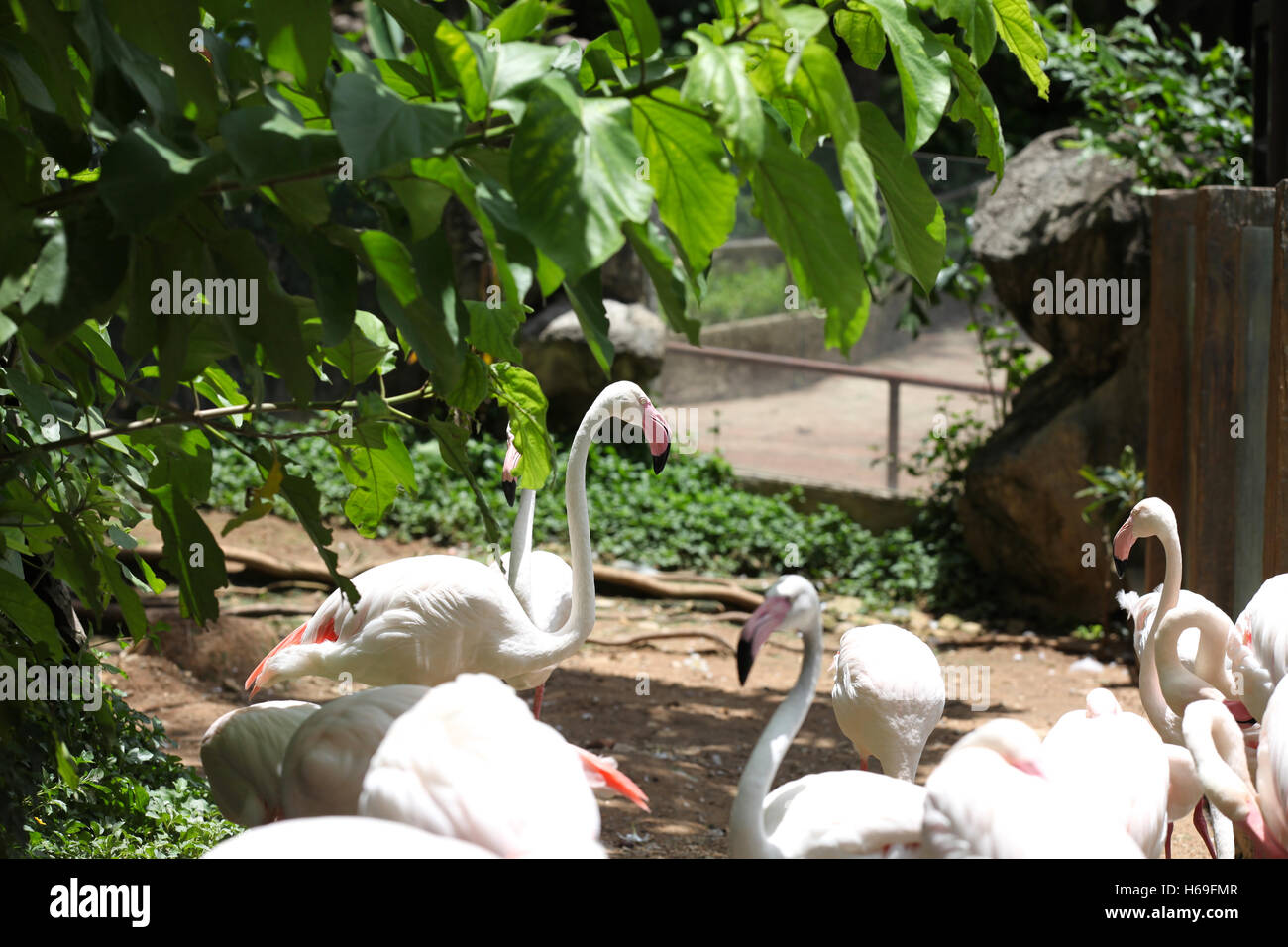 Pink flamingo with a graceful neck, Thailand, Southeast Asia Stock ...