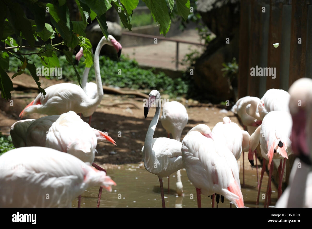 Pink flamingo with a graceful neck, Thailand, Southeast Asia Stock ...