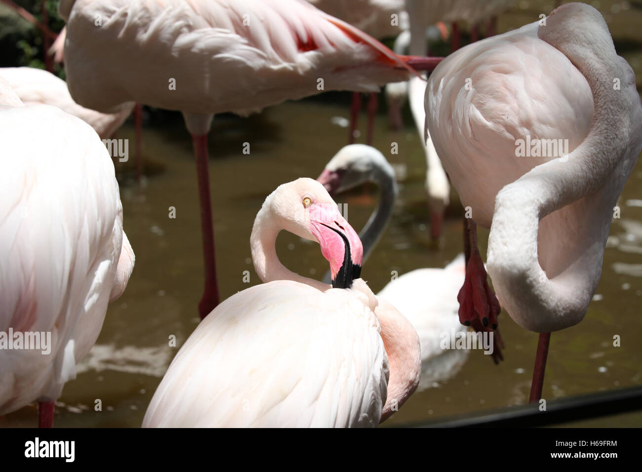 Pink flamingo with a graceful neck, Thailand, Southeast Asia Stock ...