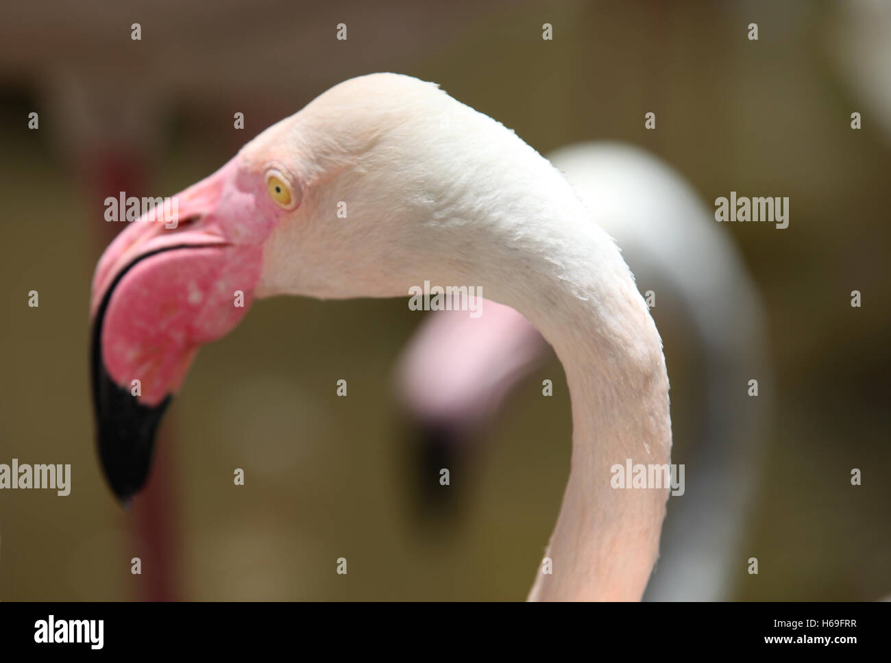 Pink flamingo with a graceful neck, Thailand, Southeast Asia Stock ...