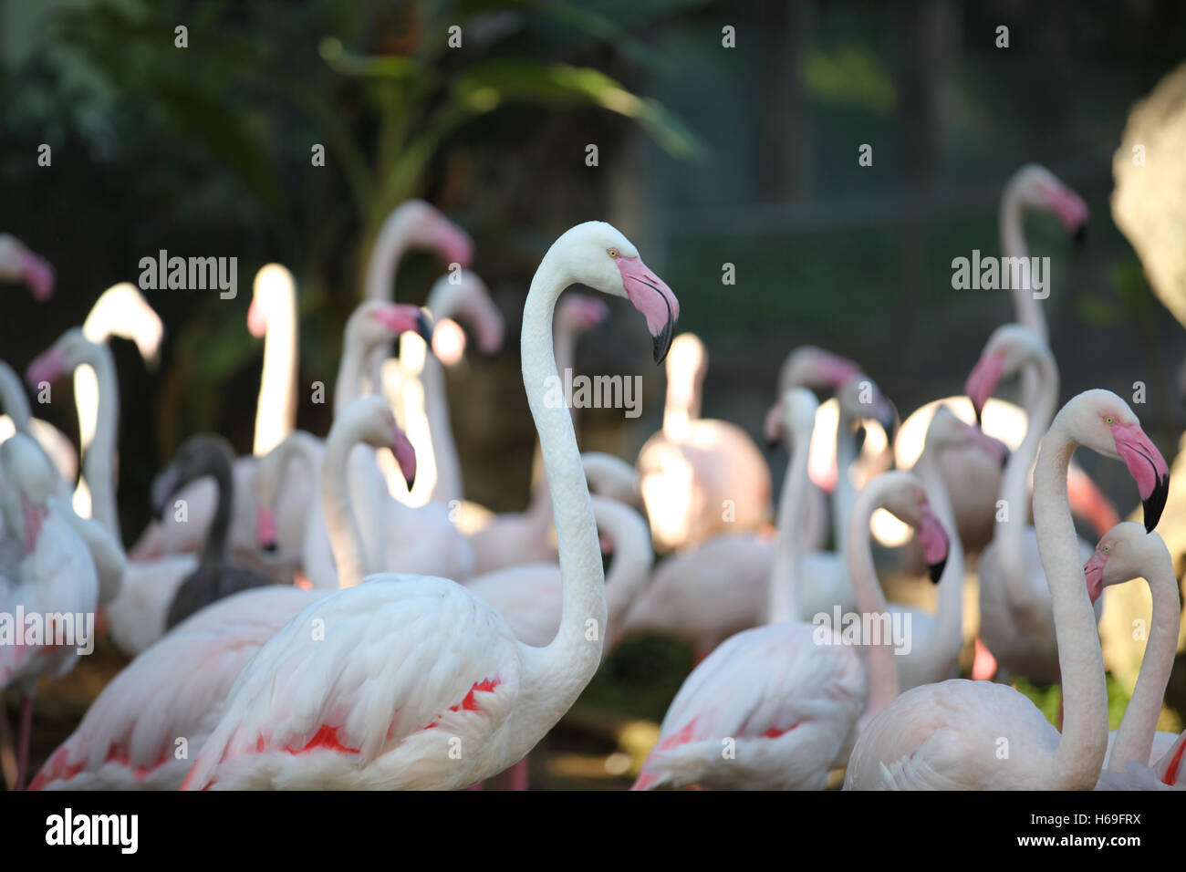 Pink flamingo with a graceful neck, Thailand, Southeast Asia Stock ...