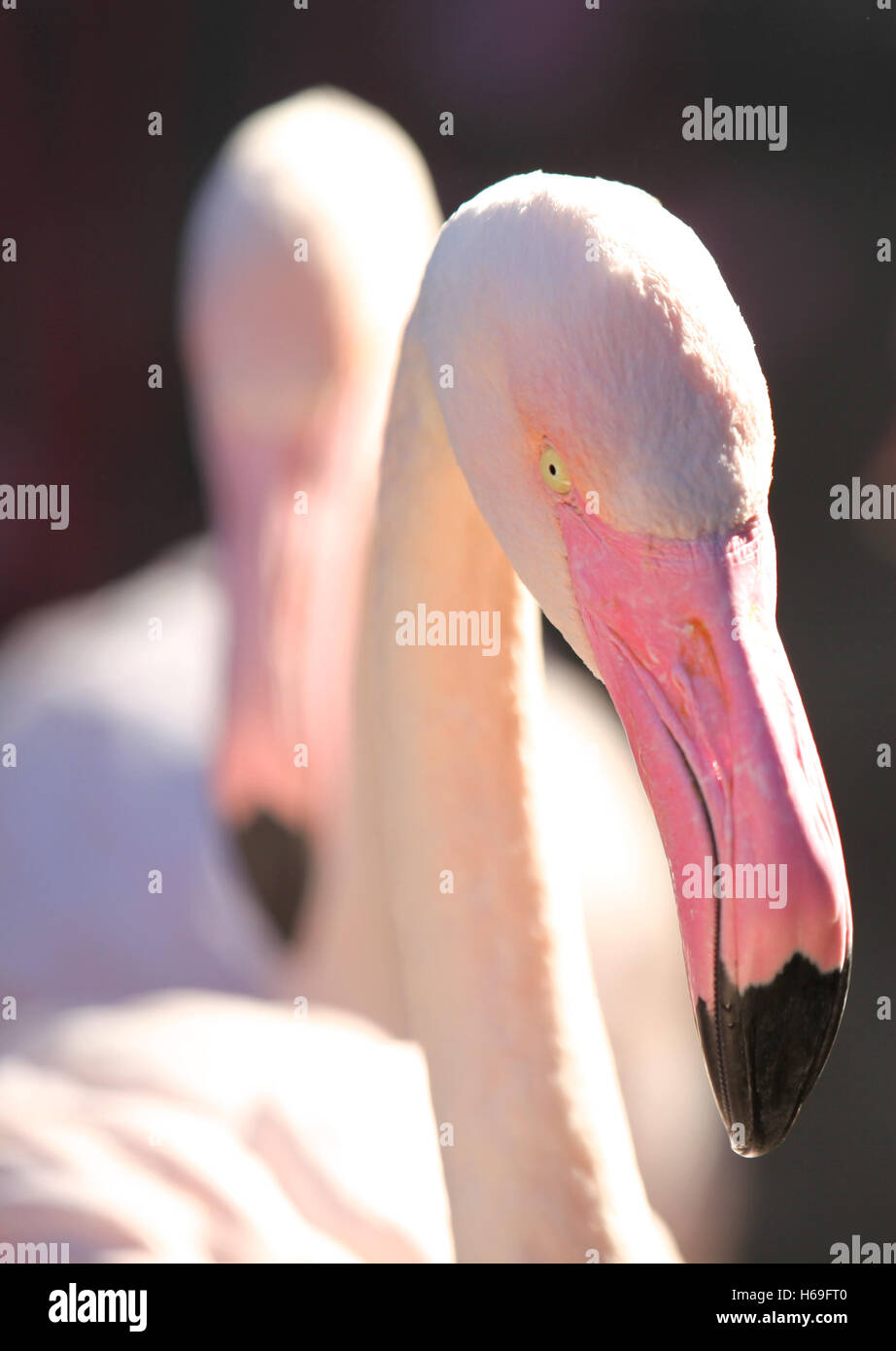 Pink flamingo with a graceful neck, Thailand, Southeast Asia Stock ...