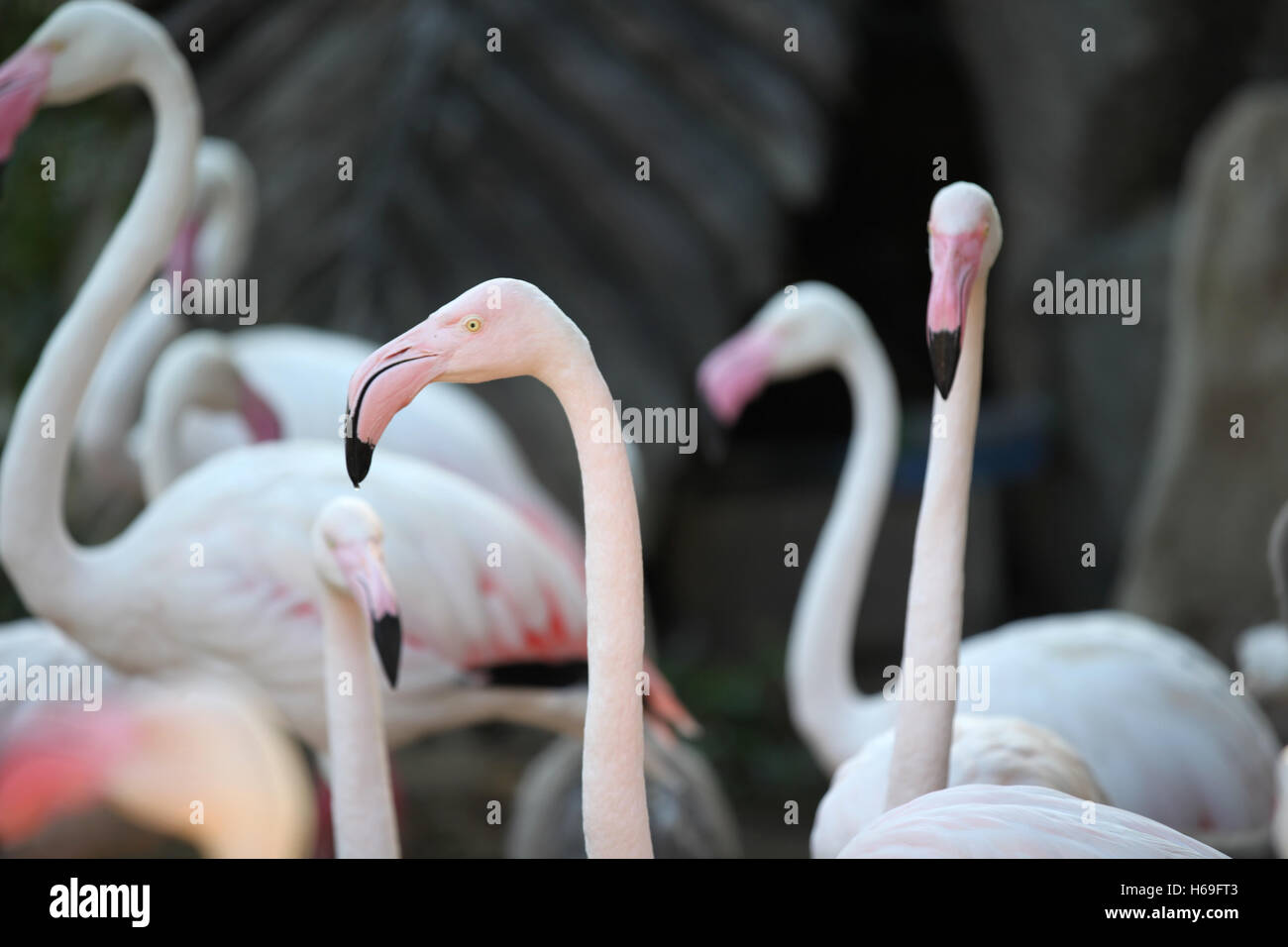 Pink flamingo with a graceful neck, Thailand, Southeast Asia Stock ...