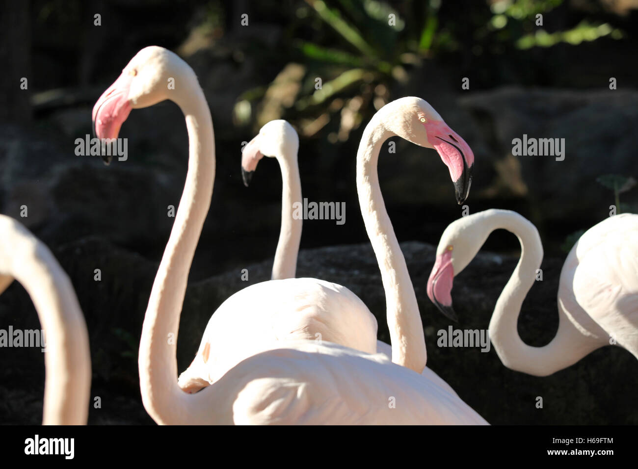Pink flamingo with a graceful neck, Thailand, Southeast Asia Stock ...