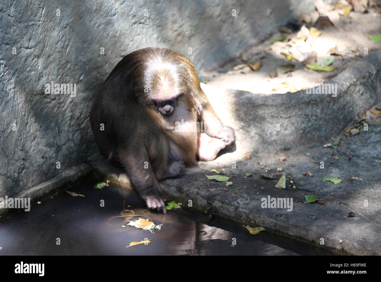Monkeys are busy with their chores, Thailand, Southeast Asia Stock ...