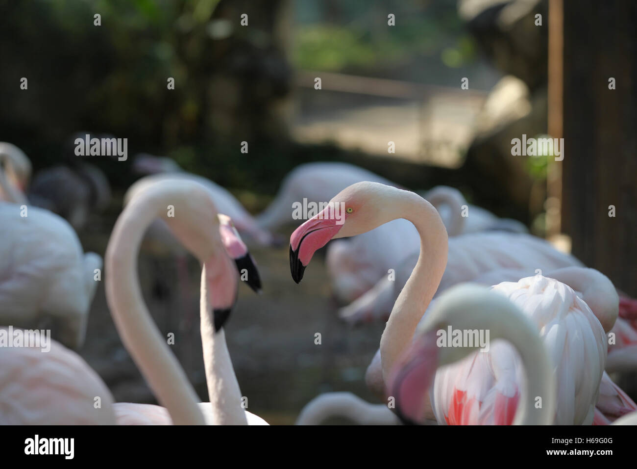 Pink flamingo with a graceful neck, Thailand, Southeast Asia Stock ...