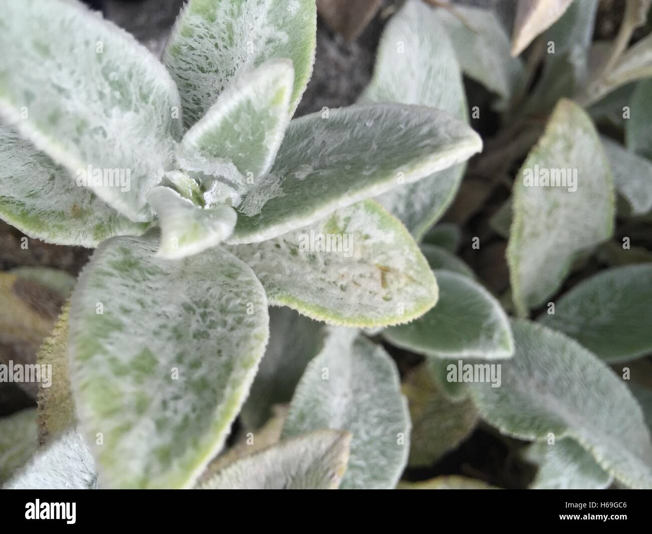 The David Welch Winter Gardens at Duthie Park is one of Europe's ...