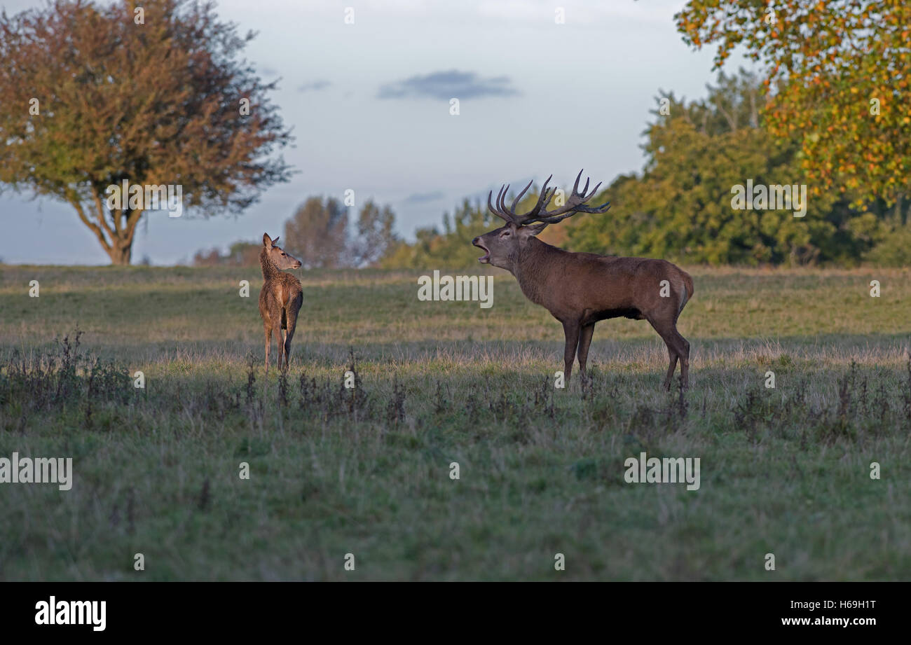 Red Deer (Stag) -Cervus elaphus, bellows next to hind during the ...