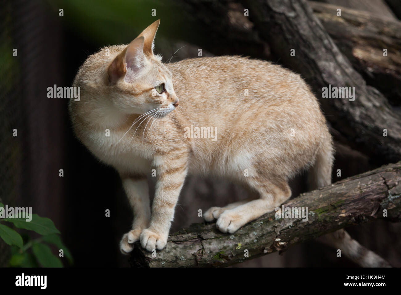 Arabian wildcat (Felis silvestris gordoni), also known as the Gordon's ...