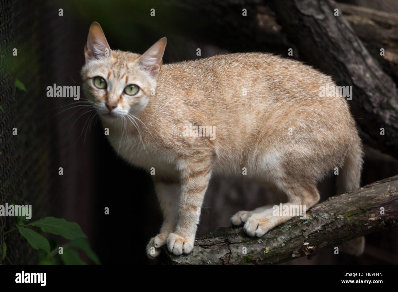 Gordons wildcat wild cat hi-res stock photography and images - Alamy