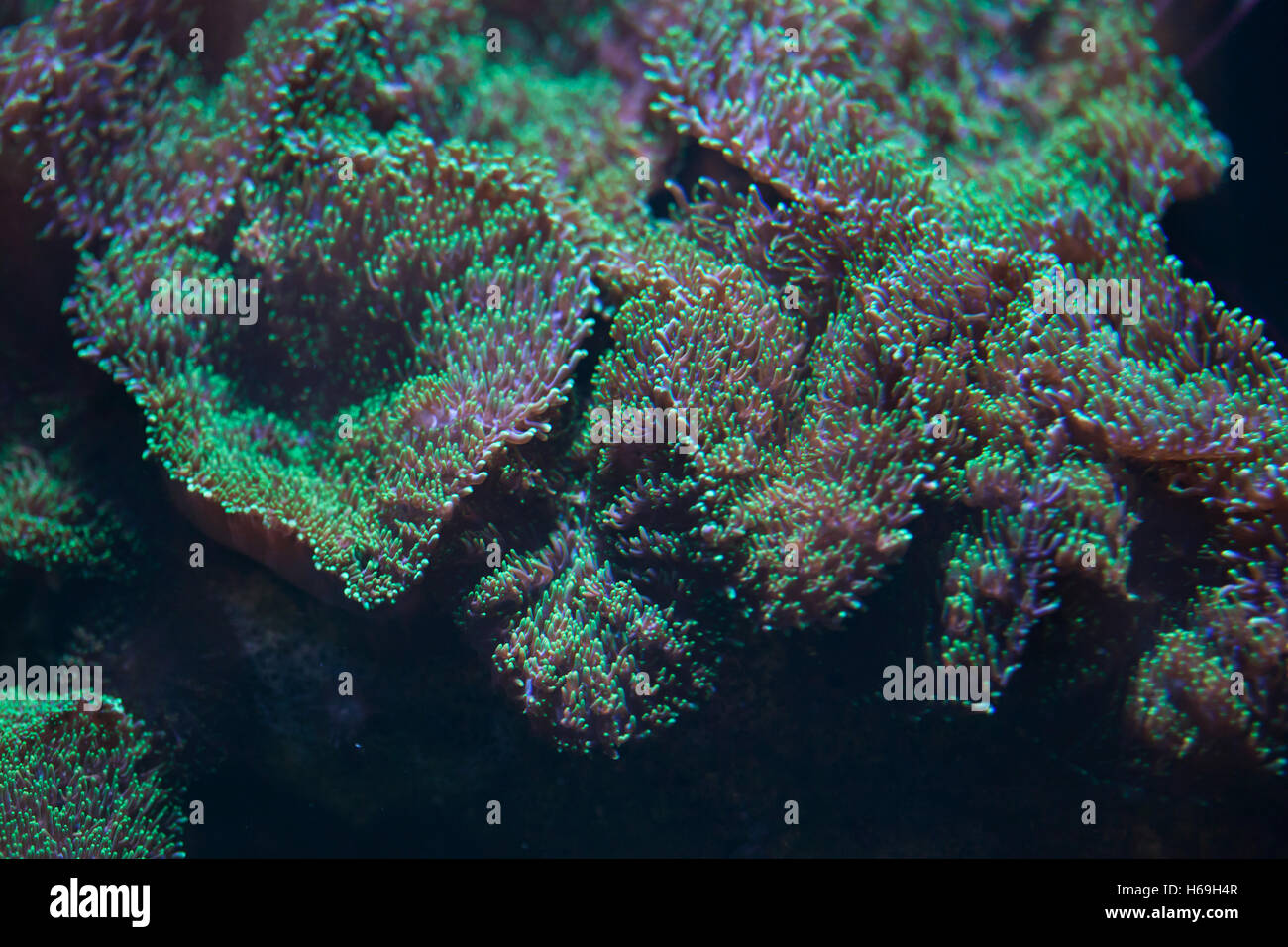 Ricordea (Ricordea yuma), also known as the flower mushroom coral ...