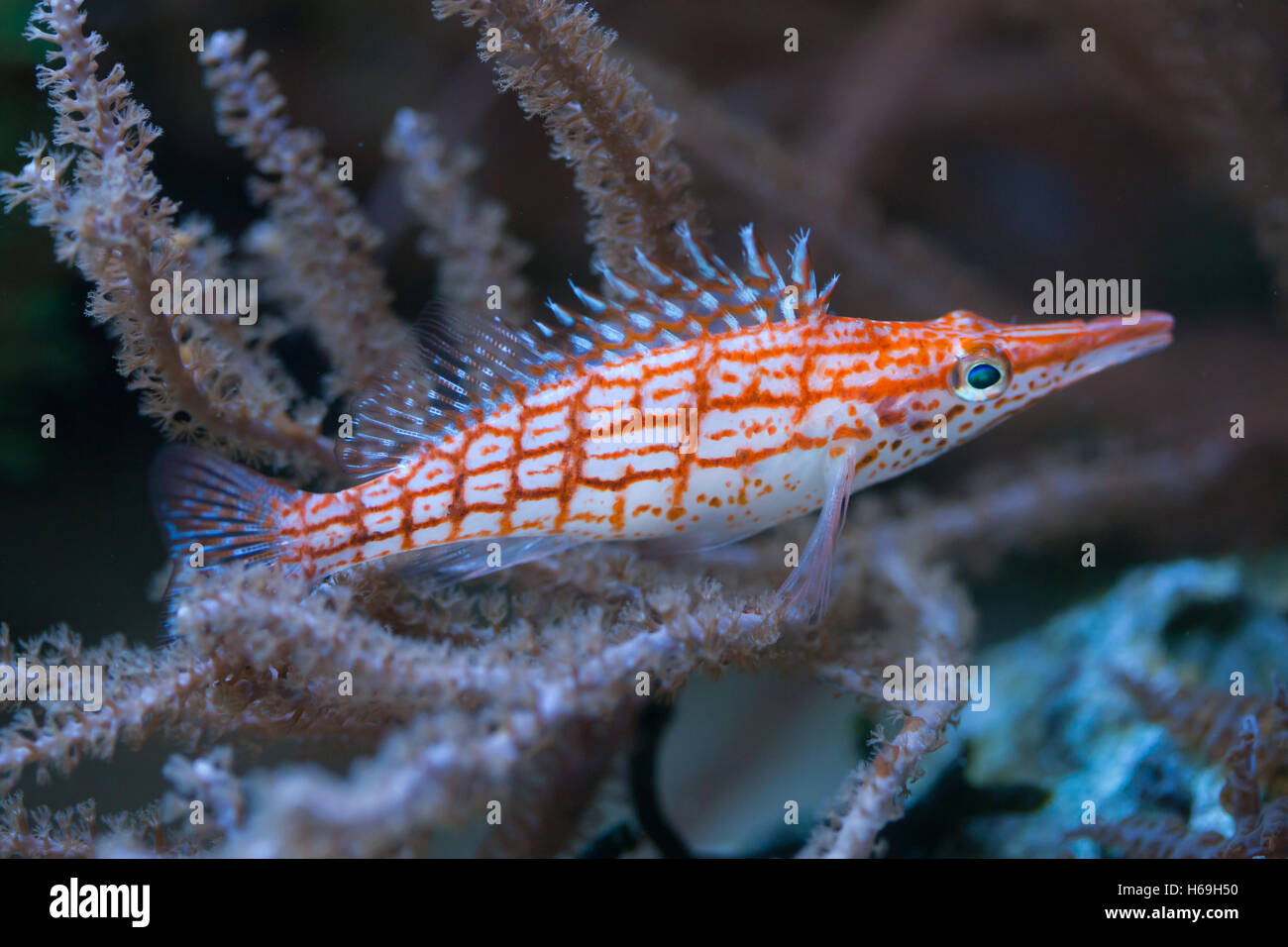 Long nose hawk fish hi-res stock photography and images - Alamy