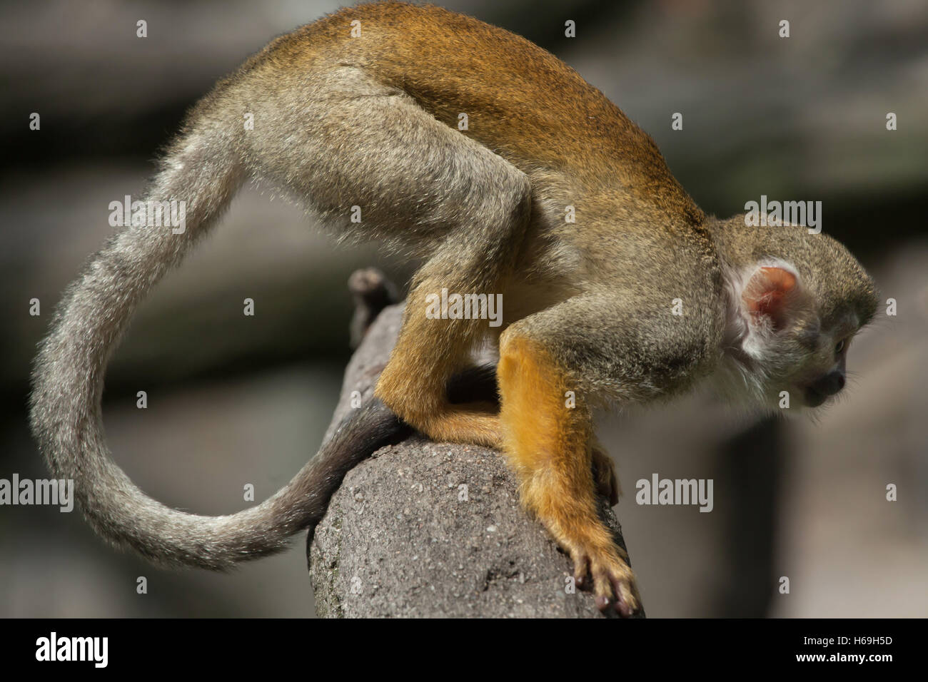 Common squirrel monkey (Saimiri sciureus). Wildlife animal Stock Photo ...