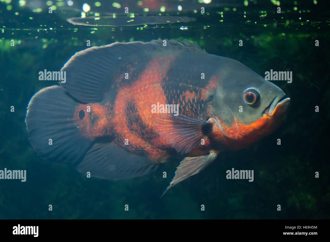 Oscar fish (Astronotus ocellatus). Wildlife animal Stock Photo - Alamy
