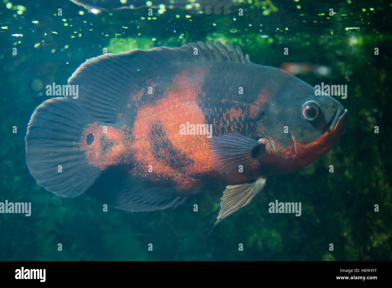 Oscar fish (Astronotus ocellatus). Wildlife animal Stock Photo - Alamy