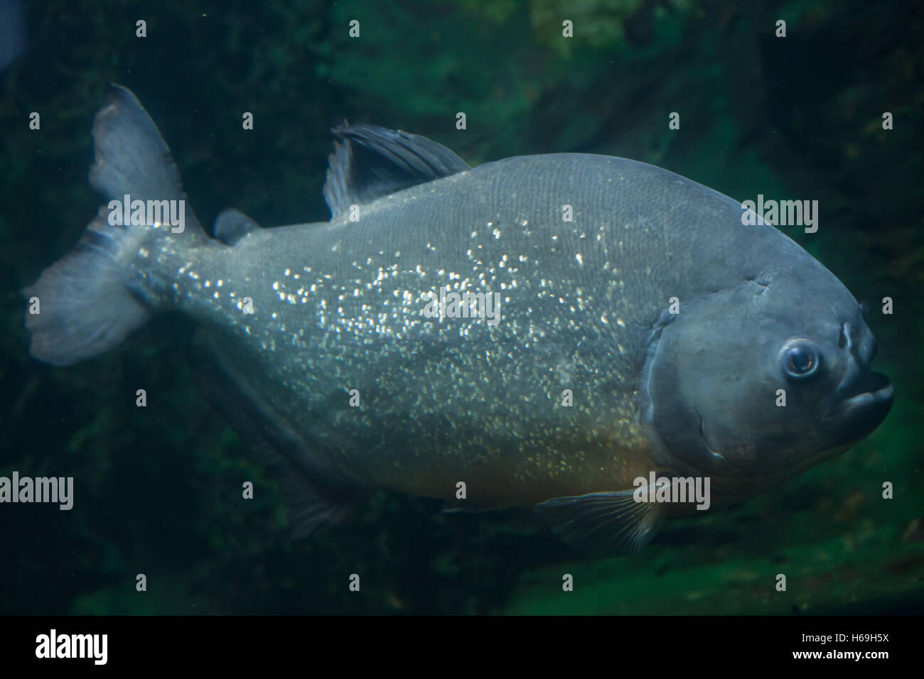 Tambaqui (Colossoma macropomum), also known as the giant pacu. Wildlife ...