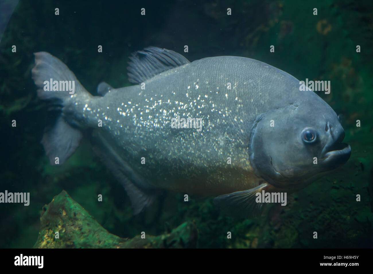 Tambaqui (Colossoma macropomum), also known as the giant pacu. Wildlife ...