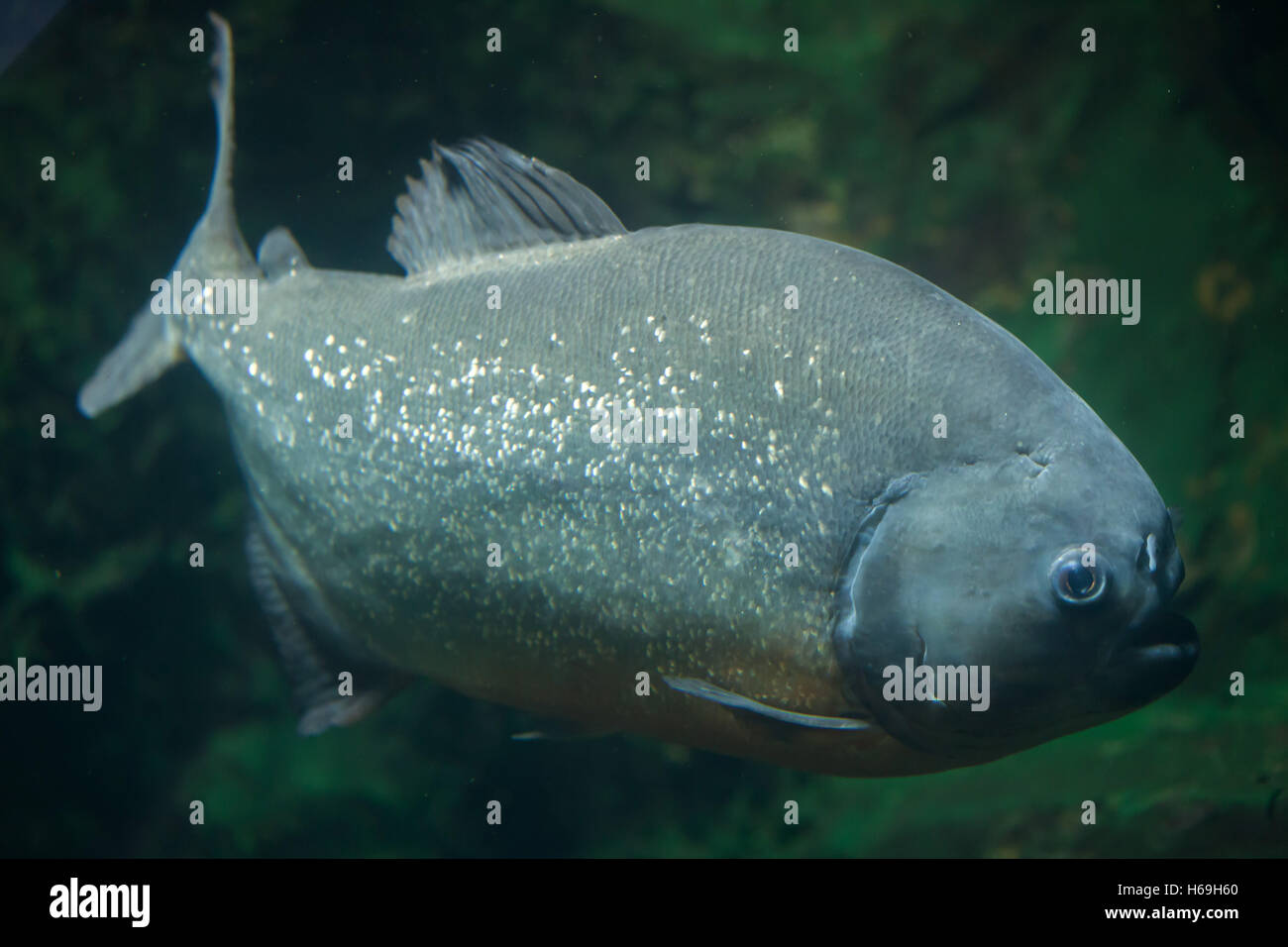 Tambaqui (Colossoma macropomum), also known as the giant pacu. Wildlife ...