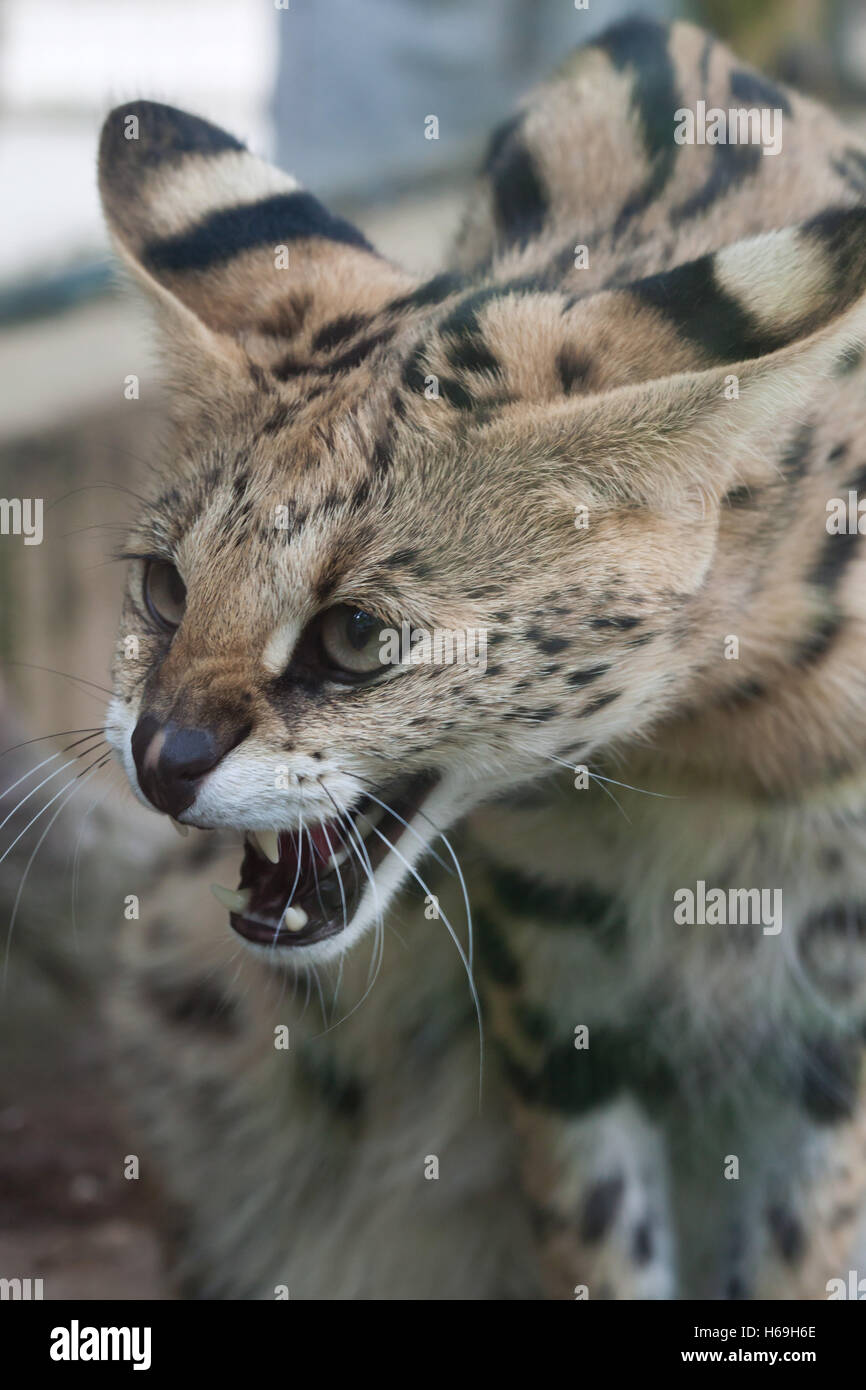 Serval (Leptailurus serval), also known as the tierboskat. Wildlife ...