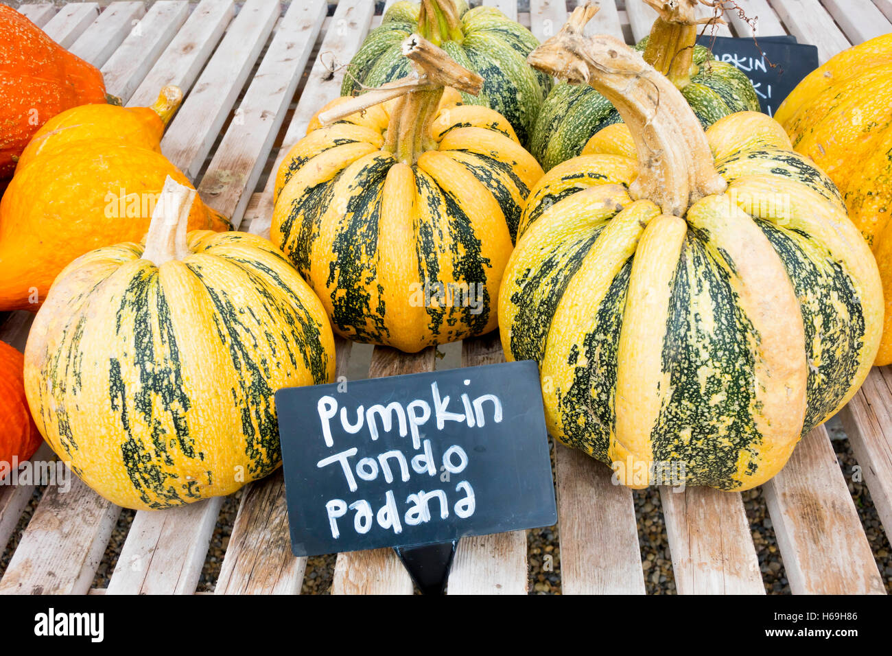 Pumpkin Tondo Podana on display at the Helmsley Walled Garden North ...
