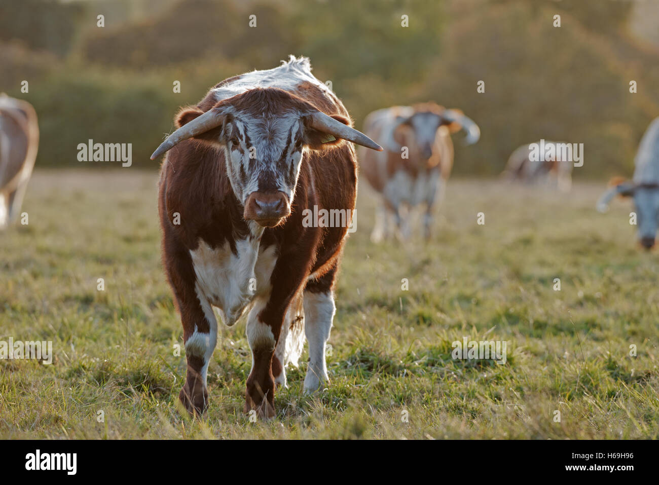 English Longhorn cattle-Bos primigenius. Uk Stock Photo - Alamy