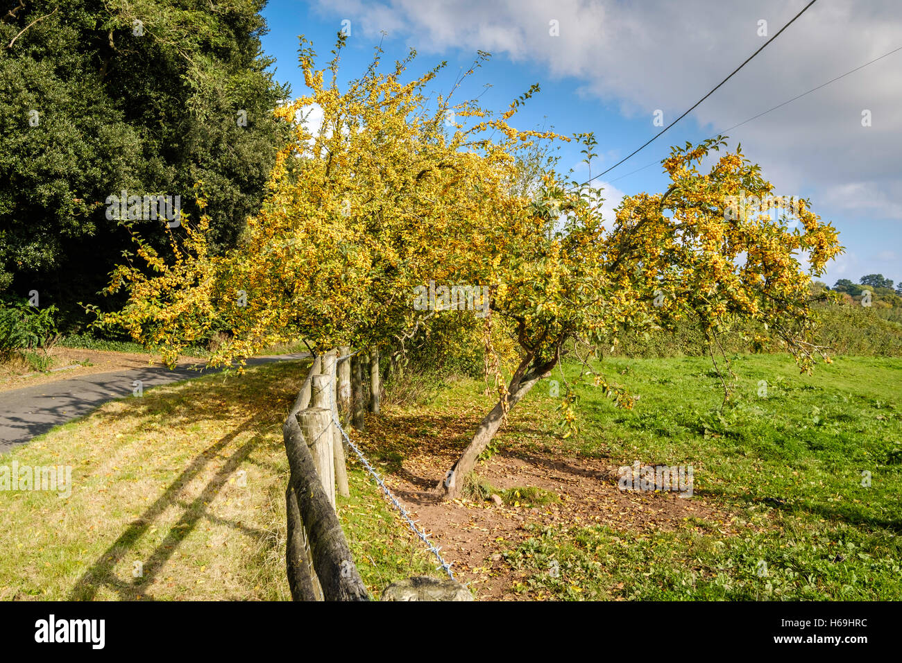 Buckthorn tree hi-res stock photography and images - Alamy