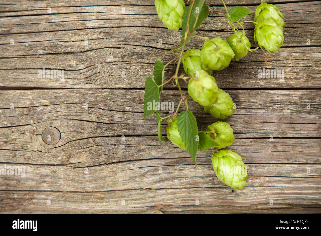 Fresh green hops Stock Photo - Alamy
