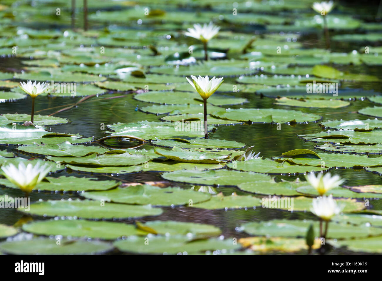 Water lilli hi-res stock photography and images - Alamy