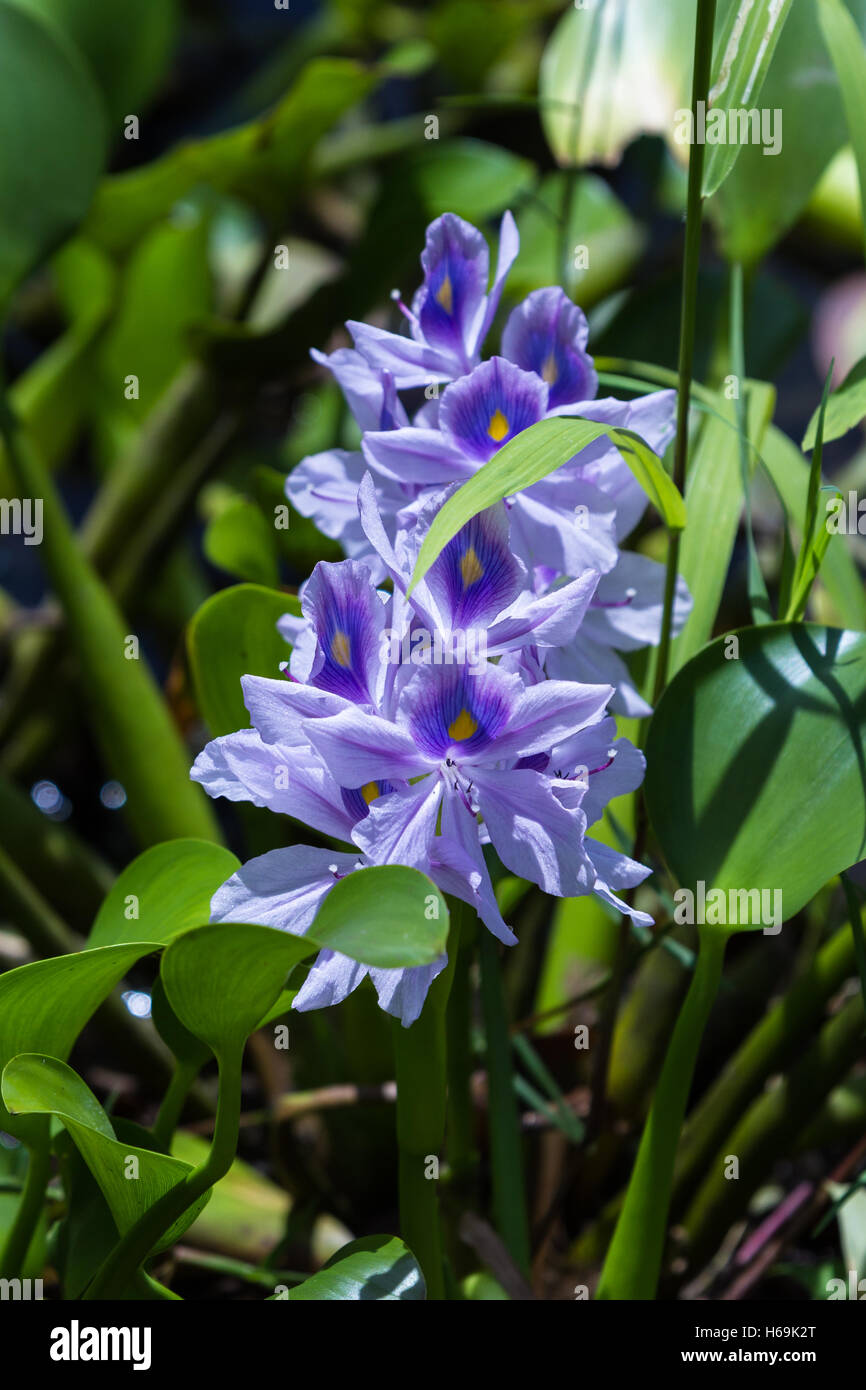 wild orchid growing next to a pond in a Costa Rican rainforest Stock ...