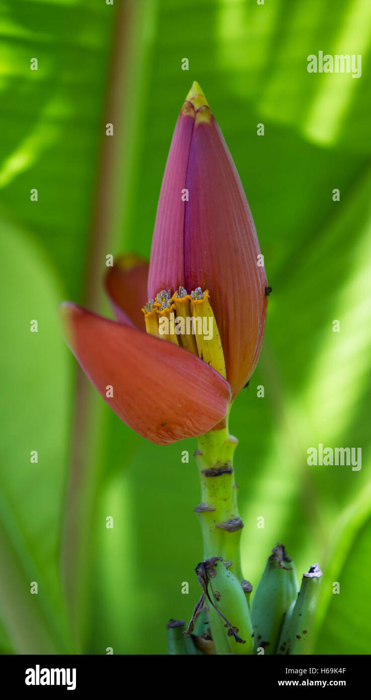 purple bloom at the end of a cluster of small green bananas growing on ...