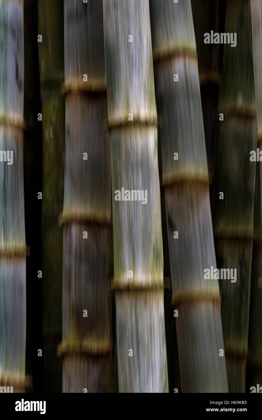 concept of how fast bamboo grows with implied motion Stock Photo - Alamy