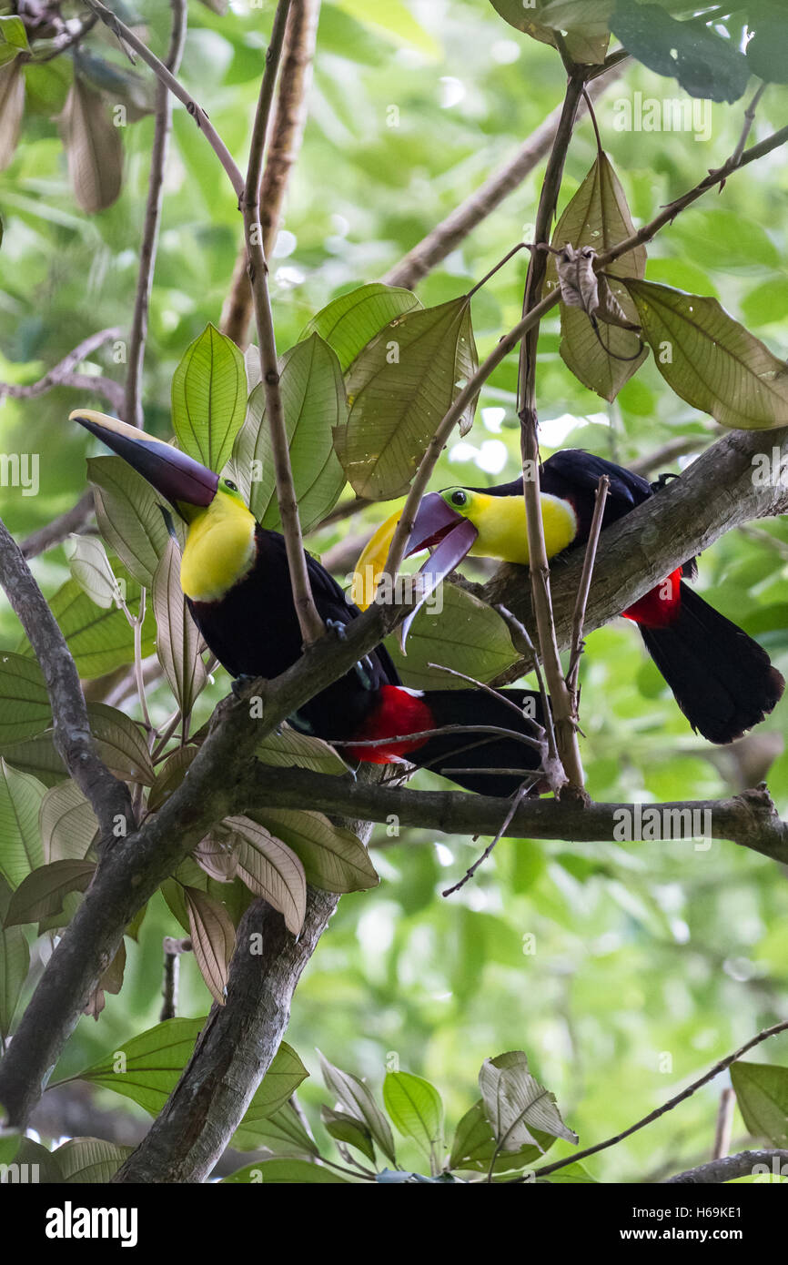 beautiful toucans in a tropical rain forest of Costa Rica Stock Photo ...