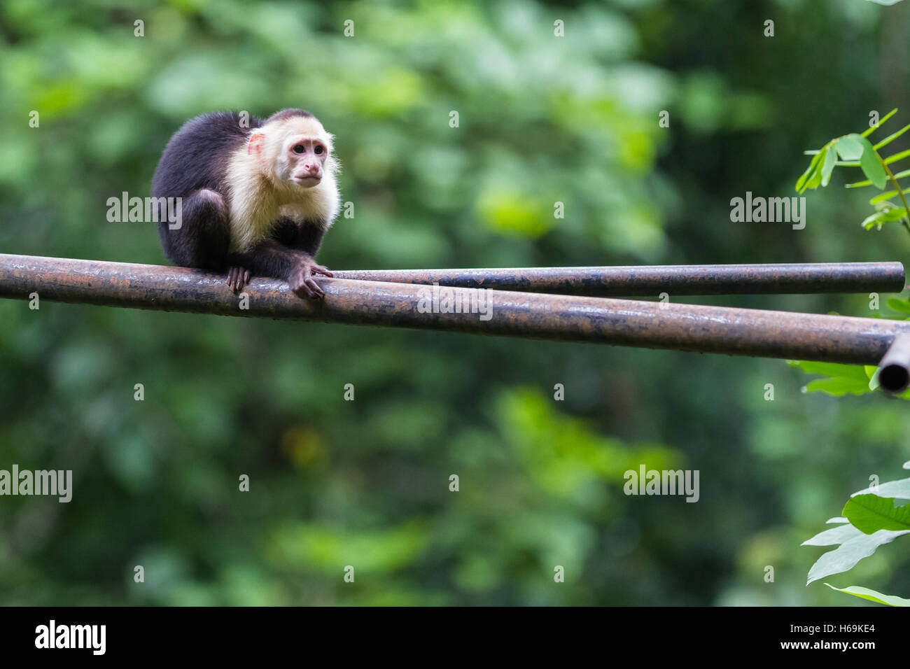white headed capuchin monkey in a natural park in Costa Rica Stock ...