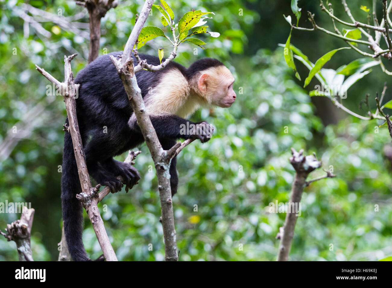 white headed capuchin monkey in a natural park in Costa Rica Stock ...