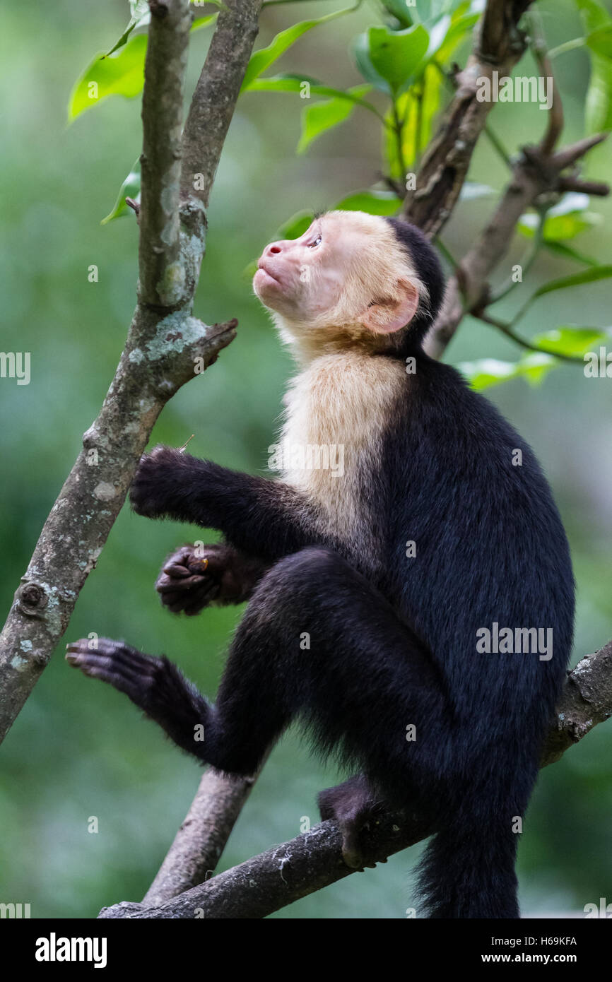 white headed capuchin monkey in a natural park in Costa Rica Stock ...