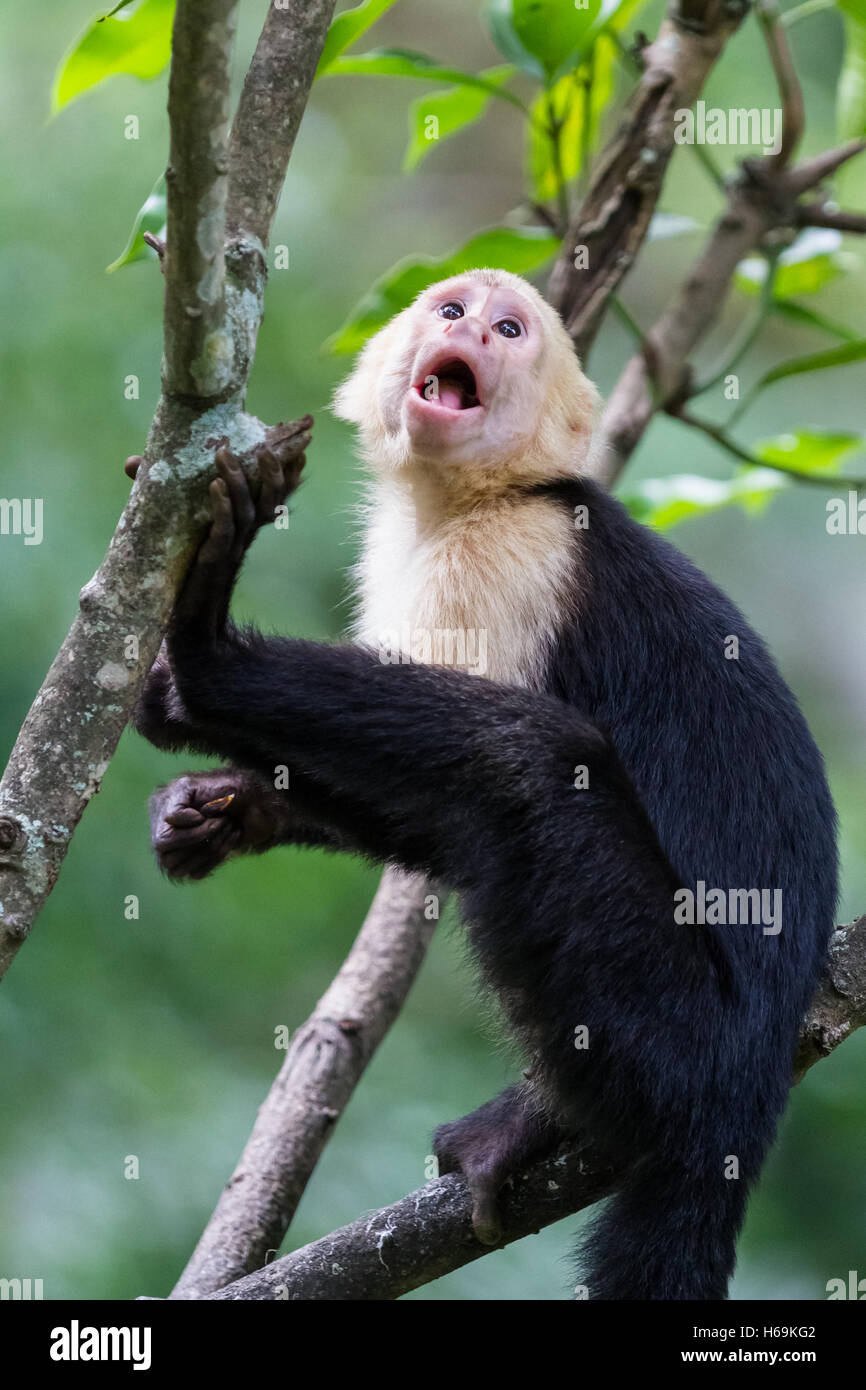 white headed capuchin monkey in a natural park in Costa Rica Stock ...