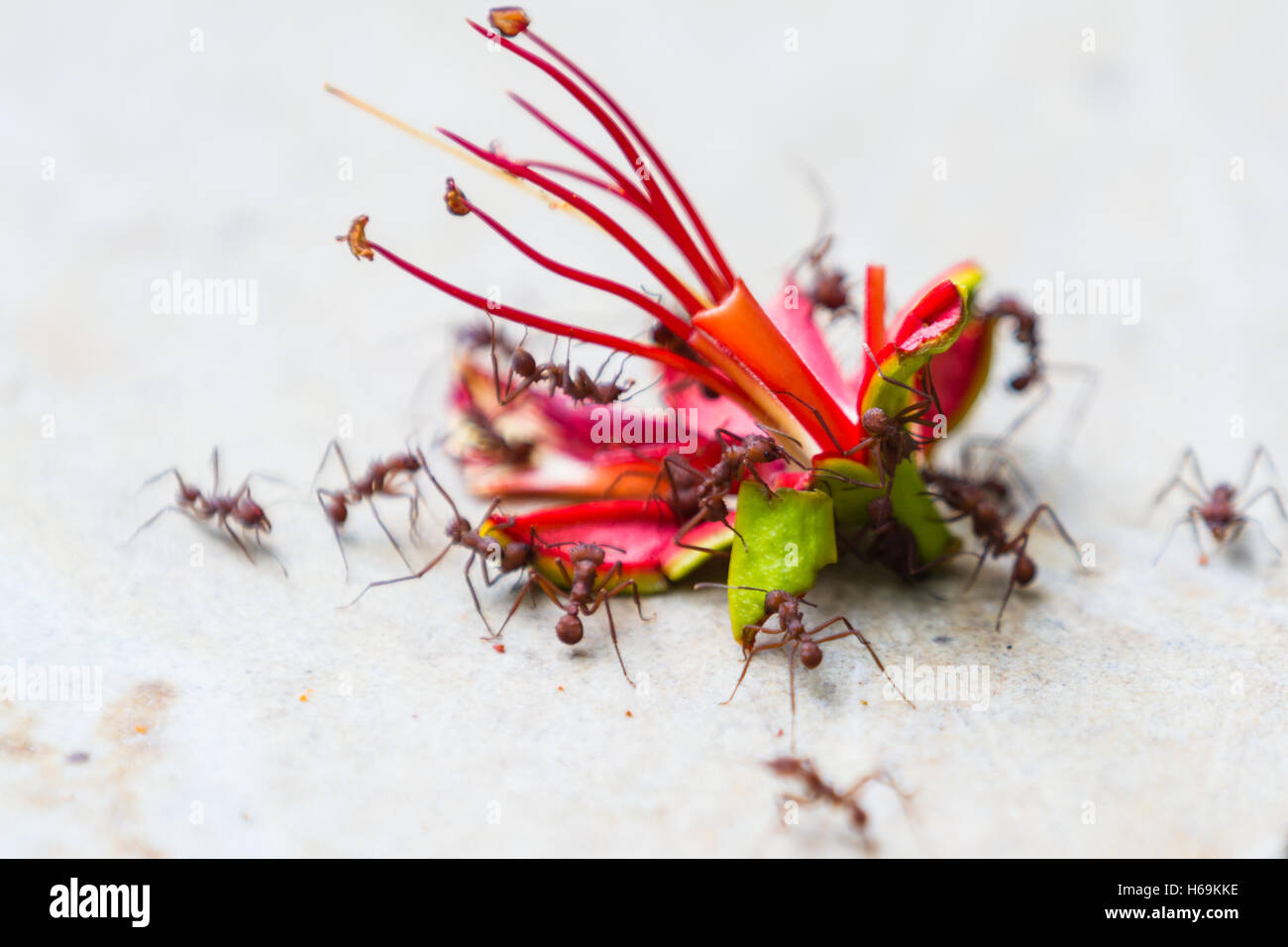 large red leaf cutter ants working as natures clean up crew by cutting ...