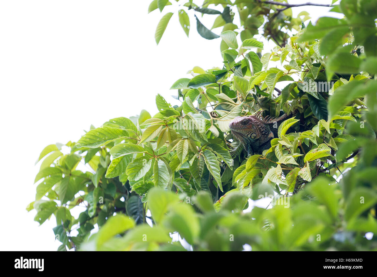 spiny tail iguana up a tree in the pacific Costa Rica Stock Photo - Alamy