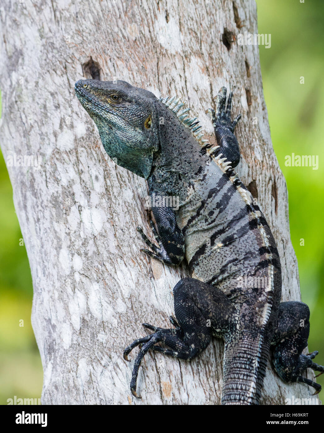 spiny tail iguana up a tree in the pacific Costa Rica Stock Photo - Alamy